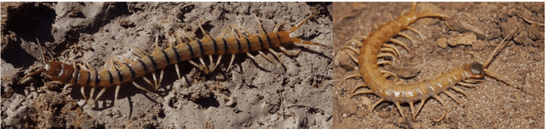 18 Kinds of Centipedes & Millipedes Found in the United States! - Bird ...