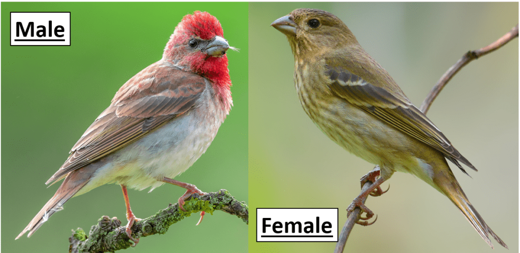 25 COMMON Birds Found in Iraq! (2025) - Bird Watching HQ