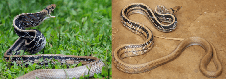 15 COMMON Types of Snakes Found in Myanmar! (2023) - Bird Watching HQ