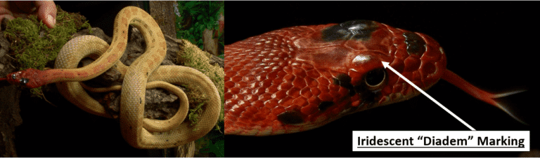 5 COMMON Snakes Found in Pakistan! (2025) - Bird Watching HQ