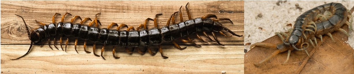 10 Kinds of Centipedes & Millipedes Found in Ohio! - Bird Watching HQ