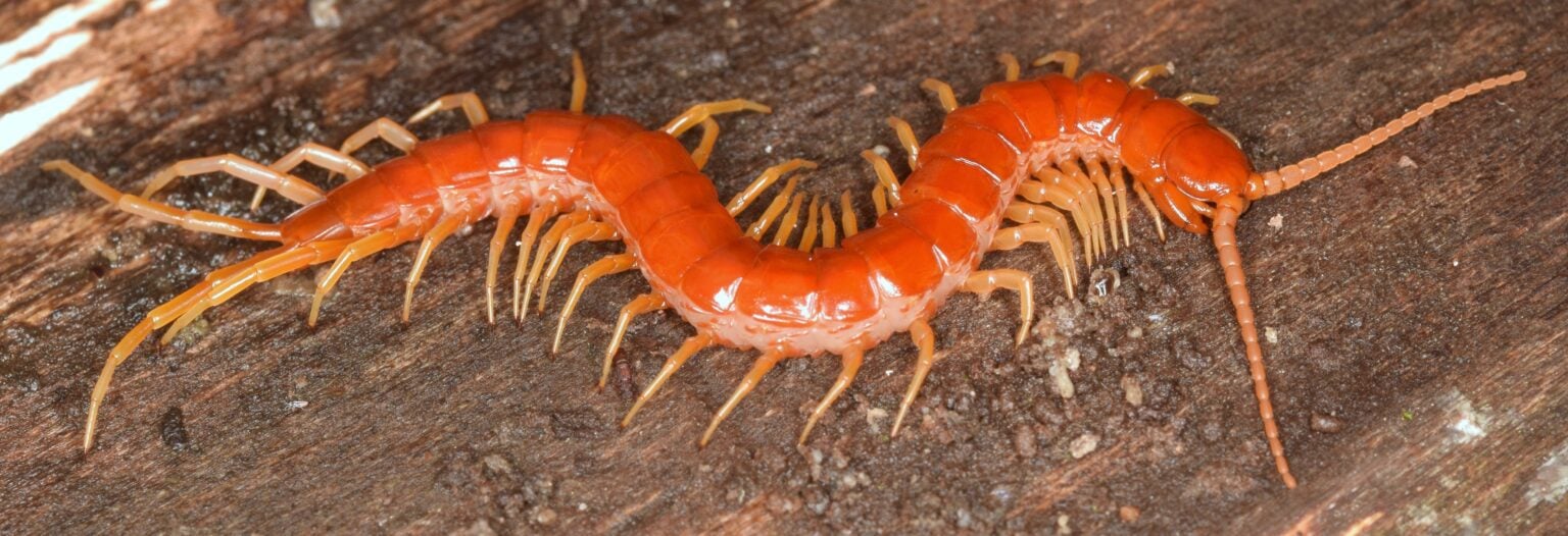 13 Kinds of Centipedes & Millipedes Found in Florida! - Bird Watching HQ