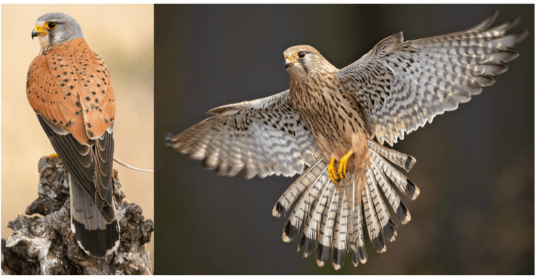 20 COMMON Birds Found in Saudi Arabia! (2024) - Bird Watching HQ