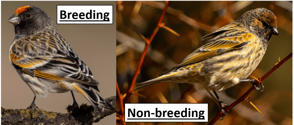 25 COMMON Birds Found in Iraq! (2025) - Bird Watching HQ