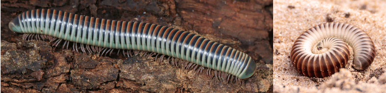 11 Kinds of Centipedes & Millipedes in South Carolina! - Bird Watching HQ