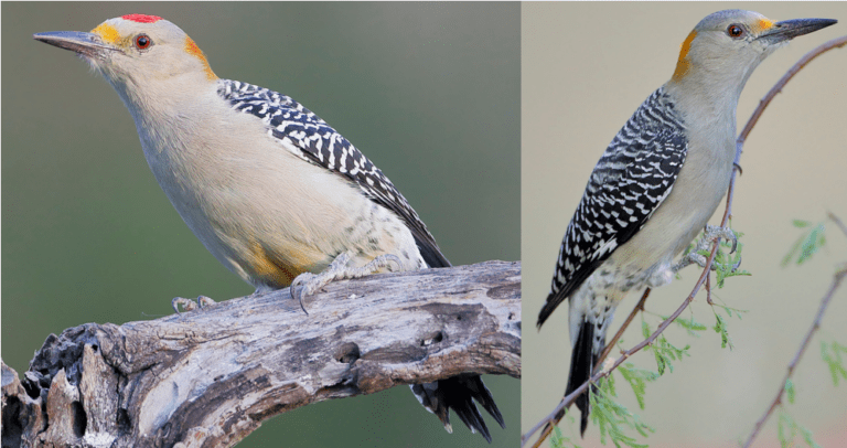 28 COMMON Birds Found in Belize! (2023) - Bird Watching HQ