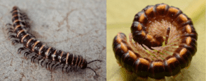 7 Kinds of Centipedes & Millipedes Found in Michigan! - Bird Watching HQ