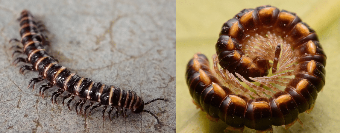 7 Kinds of Centipedes & Millipedes in New Mexico! - Bird Watching HQ