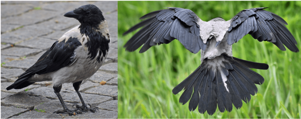 25 COMMON Birds Found in Iraq! (2025) - Bird Watching HQ