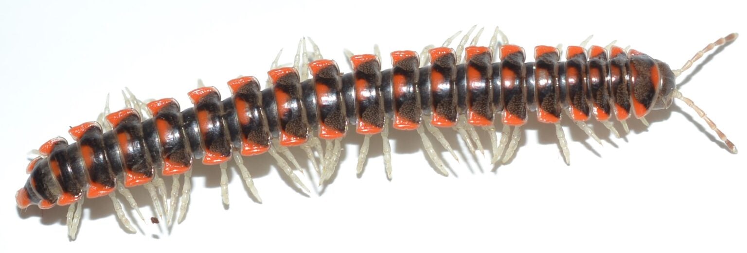 9 Kinds of Centipedes & Millipedes Found in Indiana! - Bird Watching HQ