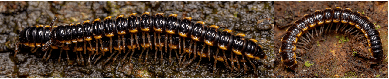 13 Kinds of Centipedes & Millipedes Found in Florida! - Bird Watching HQ