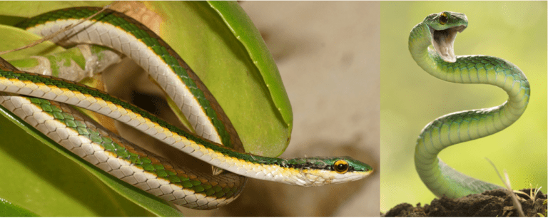 19 COMMON Types of Snakes in Belize! (2023) - Bird Watching HQ