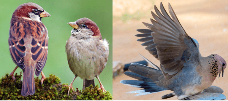 27 COMMON Birds Found in Israel! (2025) - Bird Watching HQ