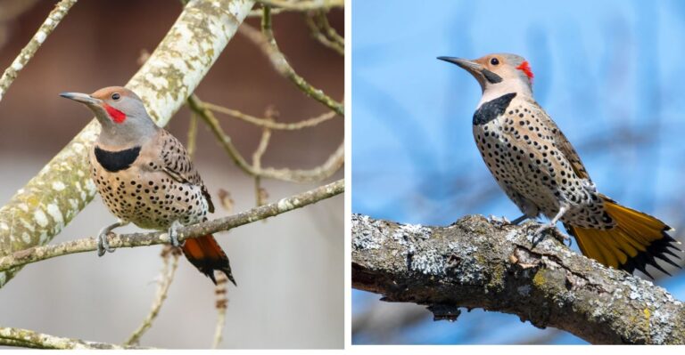 10 MOST Common Birds Found in Portland, OR (2025) - Bird Watching HQ