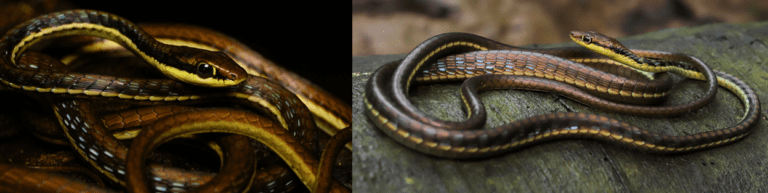 35 COMMON Types of Snakes Found in Asia! (2023) - Bird Watching HQ