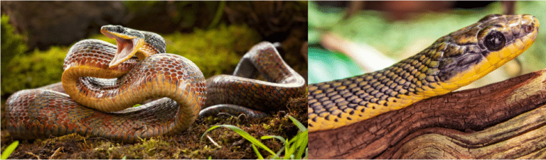 24 COMMON Types of Snakes in Mexico! (2023) - Bird Watching HQ