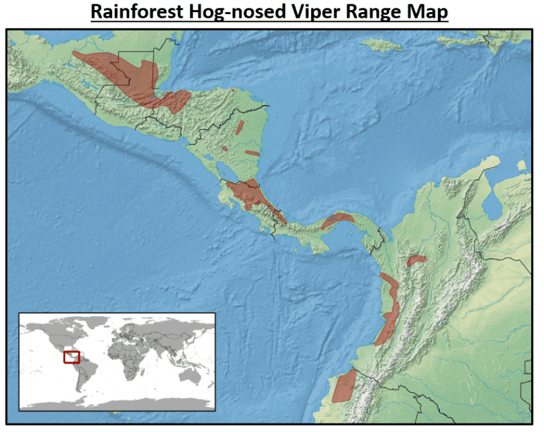 19 COMMON Snakes in Belize! (2025) - Bird Watching HQ