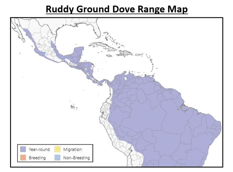 24 COMMON Birds Found in Panama! (2023) - Bird Watching HQ