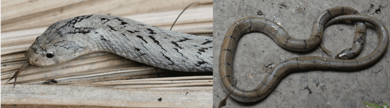 19 COMMON Snakes Found in Thailand! (2025) - Bird Watching HQ