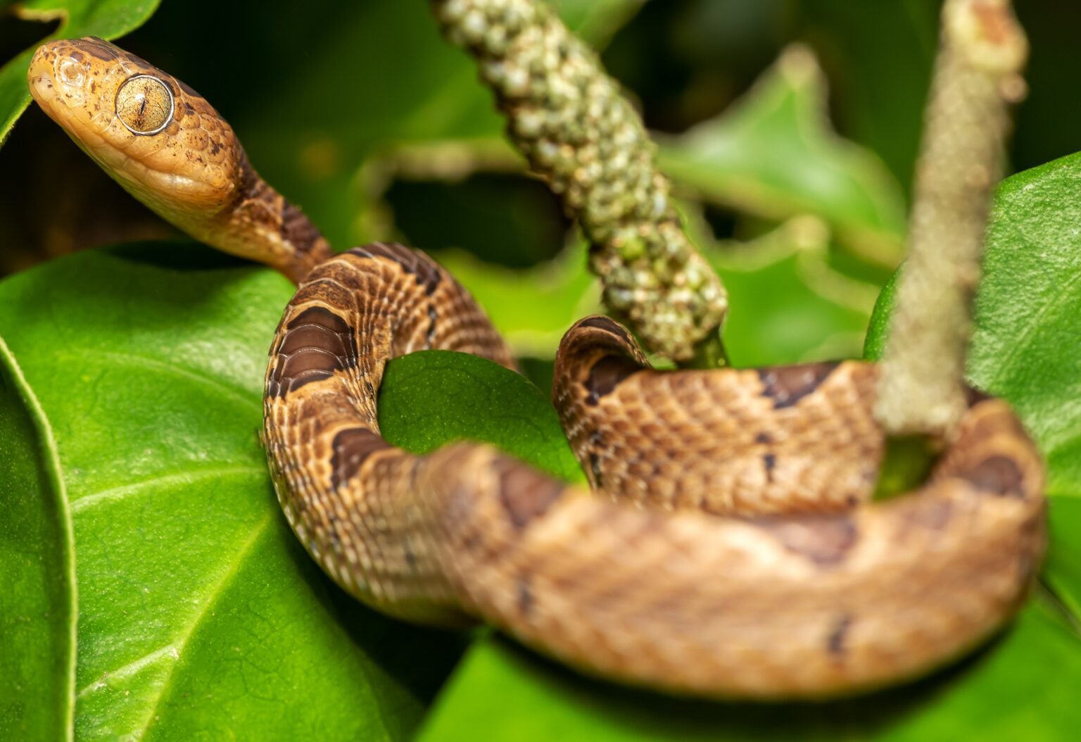 24 COMMON Snakes in Mexico! (2025) - Bird Watching HQ