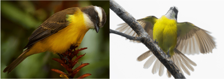 27 COMMON Birds Found in Costa Rica! (2024) - Bird Watching HQ