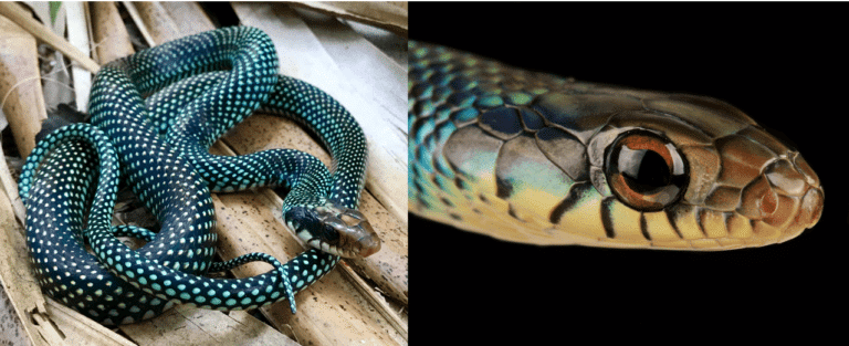 19 COMMON Snakes in Belize! (2023) - Bird Watching HQ