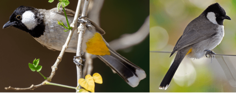 27 COMMON Birds Found in Israel! (2023) - Bird Watching HQ