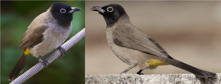 15 COMMON Birds in the United Arab Emirates! (2024) - Bird Watching HQ