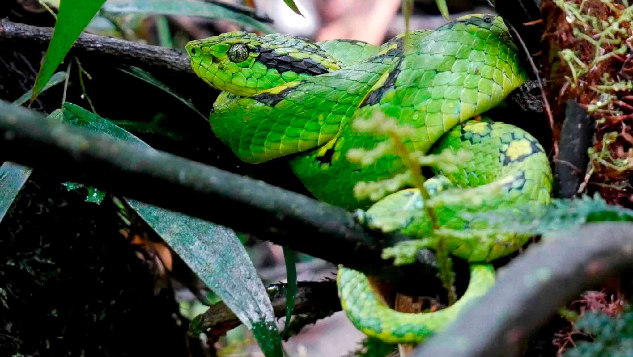 10 Venomous Snakes Found in Mexico (2025) - Bird Watching HQ