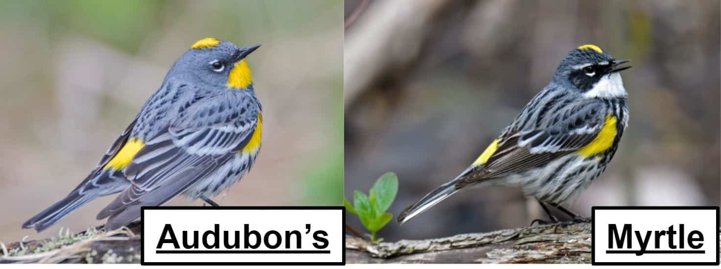 Yellow-rumped Warbler Calls (Learn 4 Common Sounds) - Bird Watching HQ