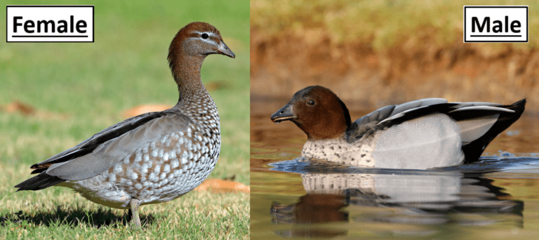 22 Common BIRDS That Live in the Northern Territory! (2025) - Bird ...