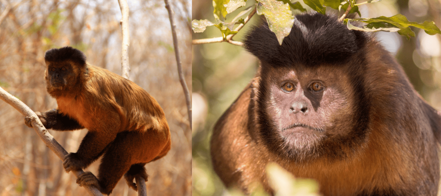 23 COMMON Monkeys Found in Brazil! (2024) - Bird Watching HQ