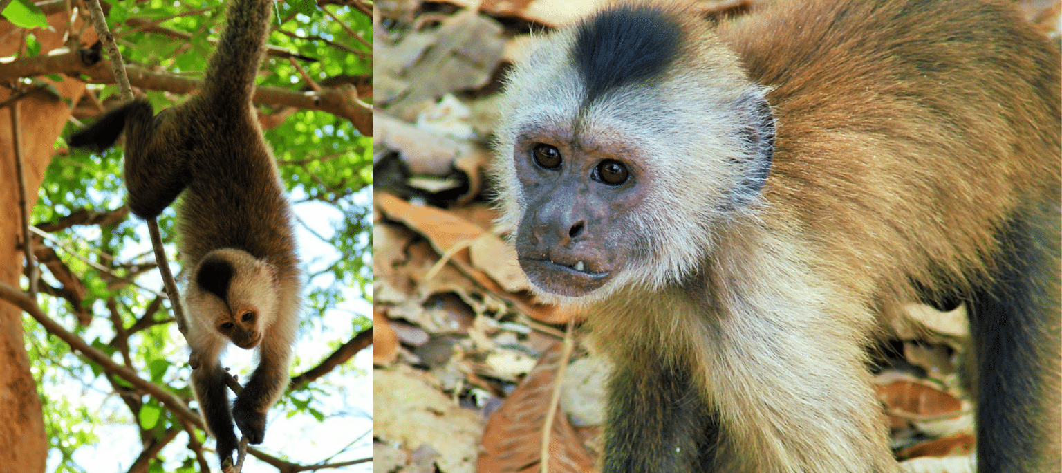 28 COMMON Monkeys in South America! (2025) - Bird Watching HQ