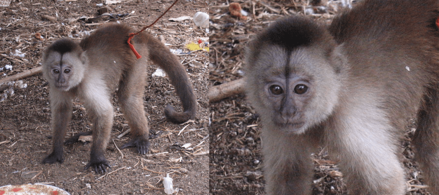 9 COMMON Monkeys Found in Guyana! (2025) - Bird Watching HQ