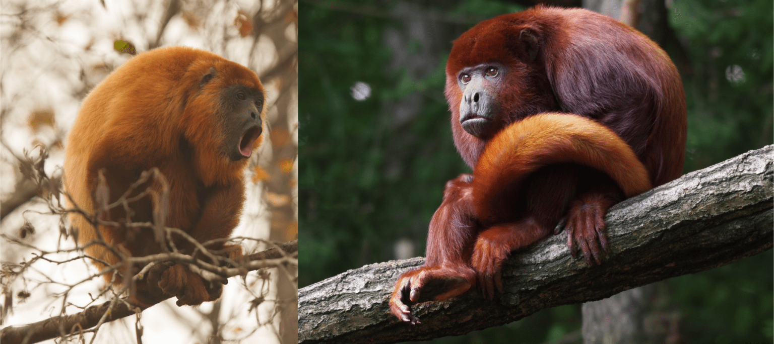 9 COMMON Monkeys Found in Colombia! (2025) - Bird Watching HQ