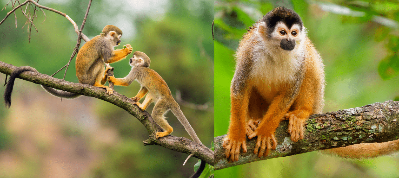 7 COMMON Monkeys Found in Ecuador! (2023) - Bird Watching HQ