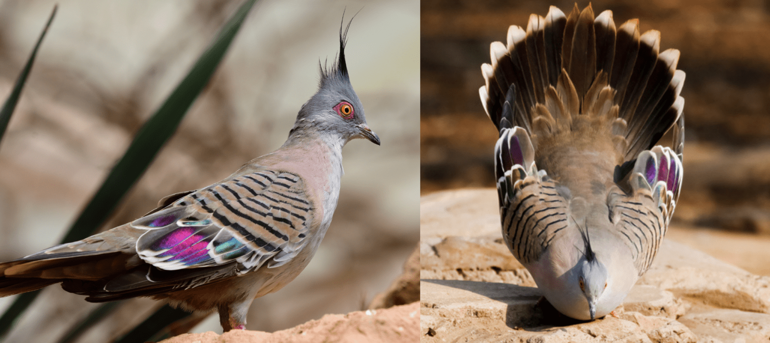 29 Common BIRDS That Live in Victoria! (2025) - Bird Watching HQ