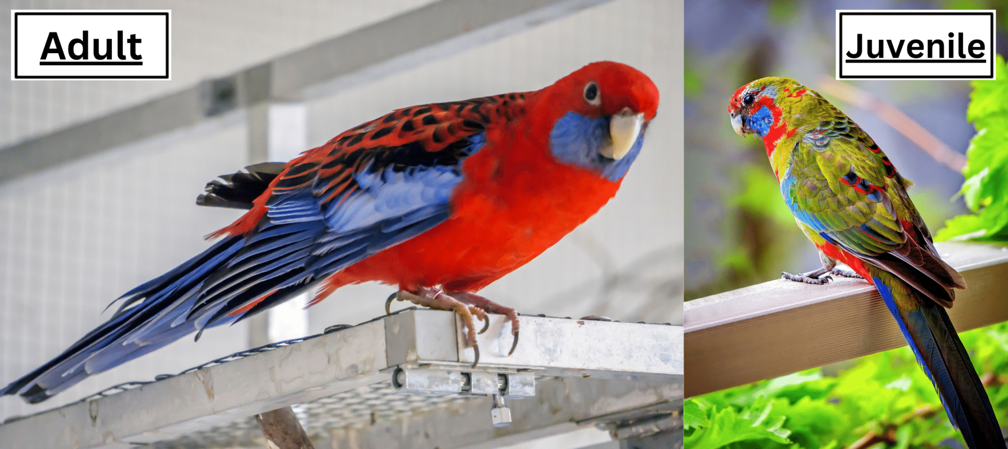 29 Common BIRDS That Live in Victoria! (2025) - Bird Watching HQ