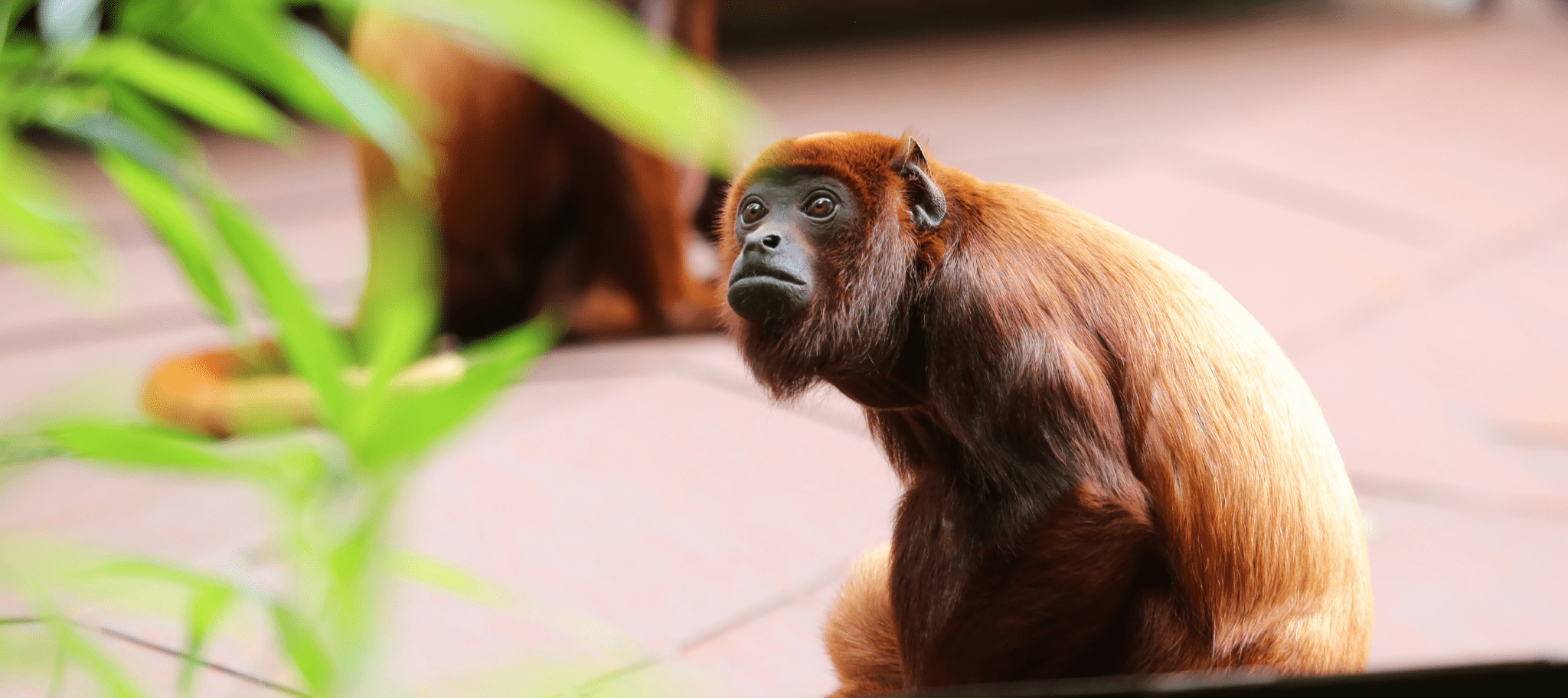 11 COMMON Monkeys Found in Venezuela! (2025) - Bird Watching HQ