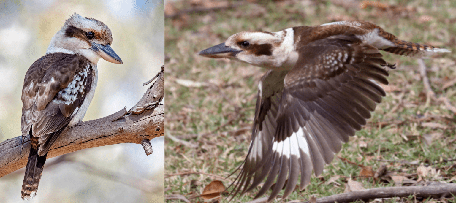 29 Common BIRDS That Live in Victoria! (2025) - Bird Watching HQ