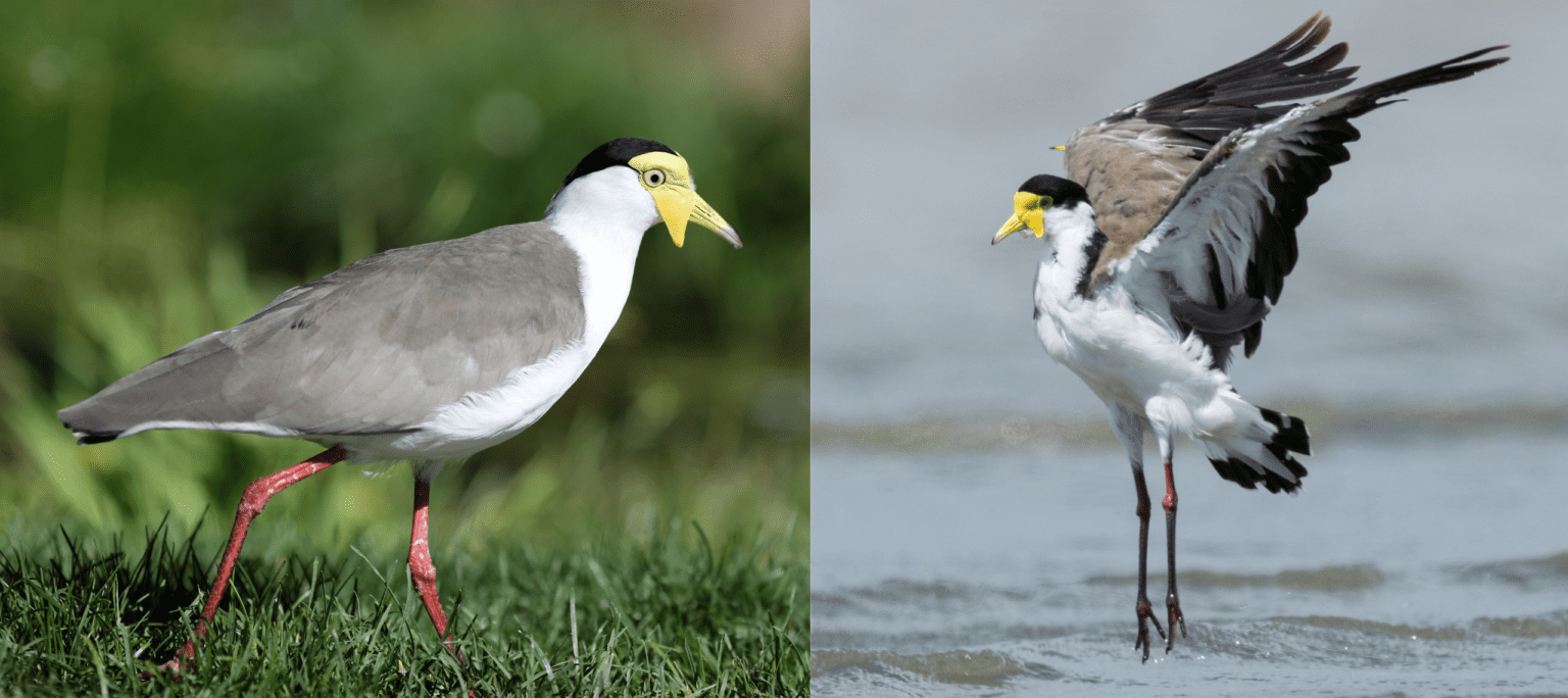 29 Common BIRDS That Live in Victoria! (2023) - Bird Watching HQ