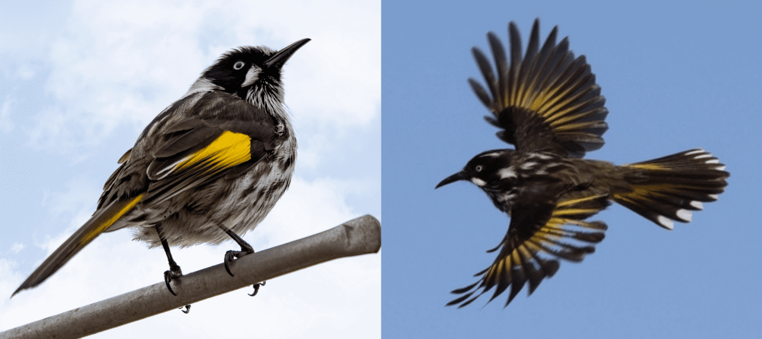 30 COMMON Birds Found in Australia! (2023) - Bird Watching HQ