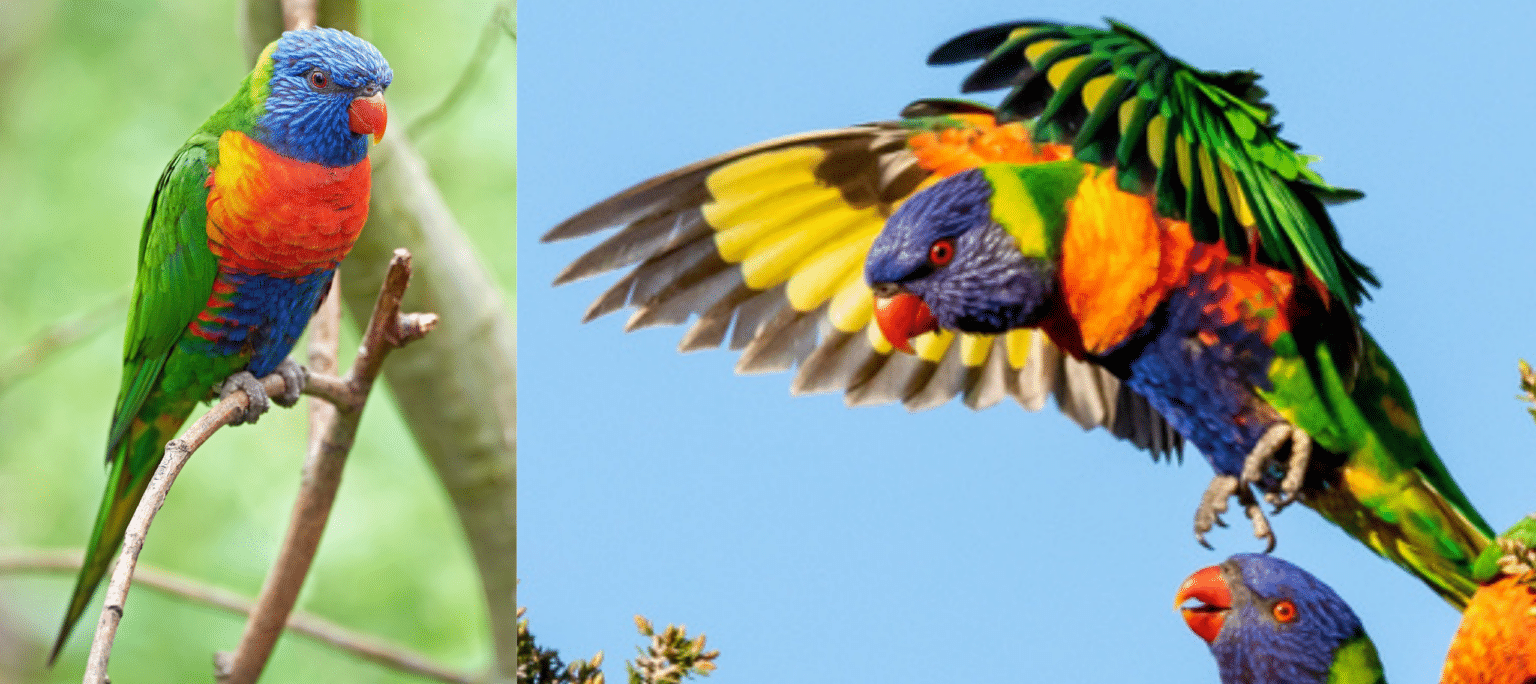 29 Common BIRDS That Live in Victoria! (2025) - Bird Watching HQ