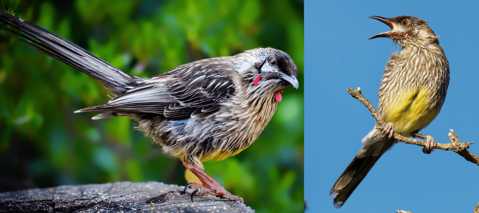 30 COMMON Birds Found in Australia! (2025) - Bird Watching HQ