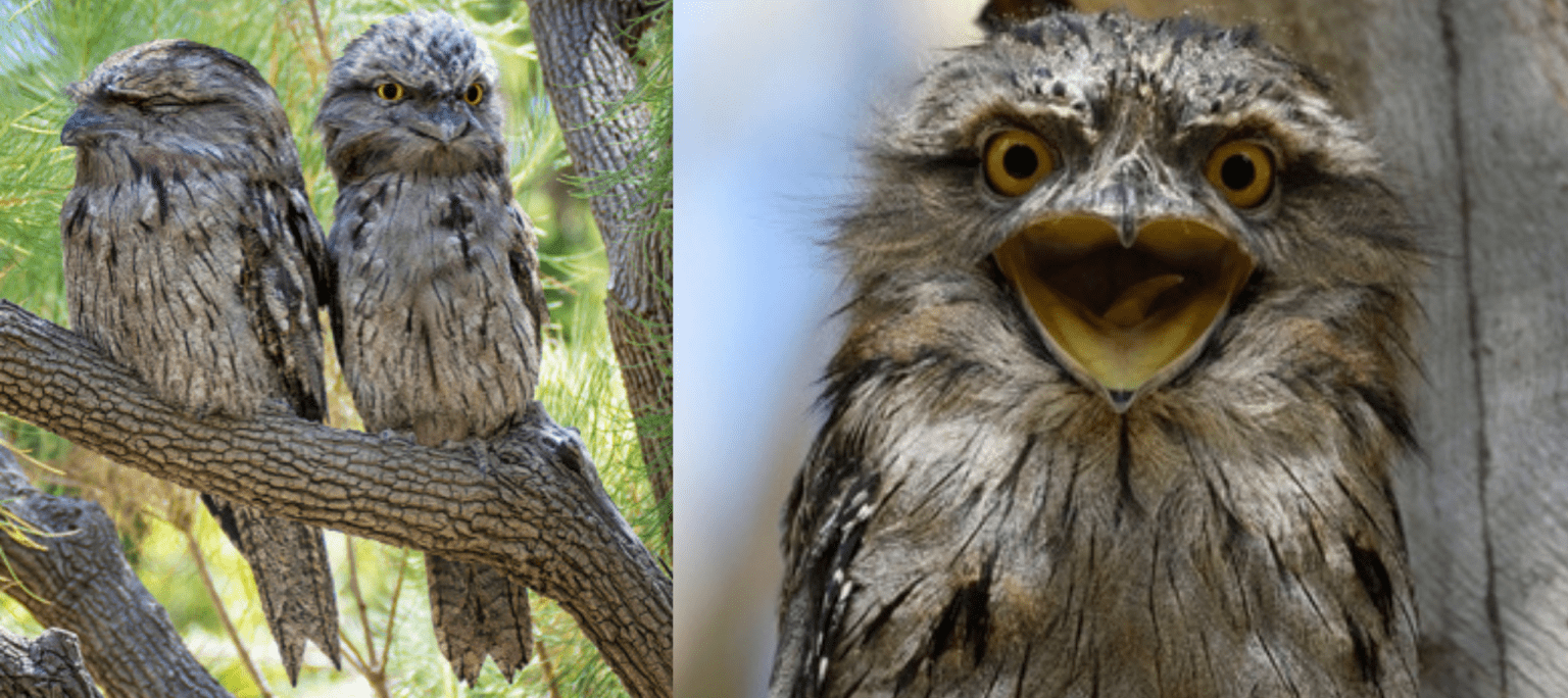 24 COMMON Birds in Western Australia! (2024) - Bird Watching HQ