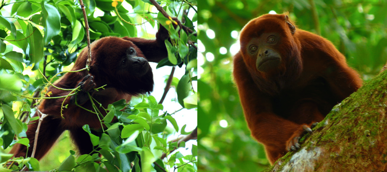 28 COMMON Monkeys in South America! (2025) - Bird Watching HQ