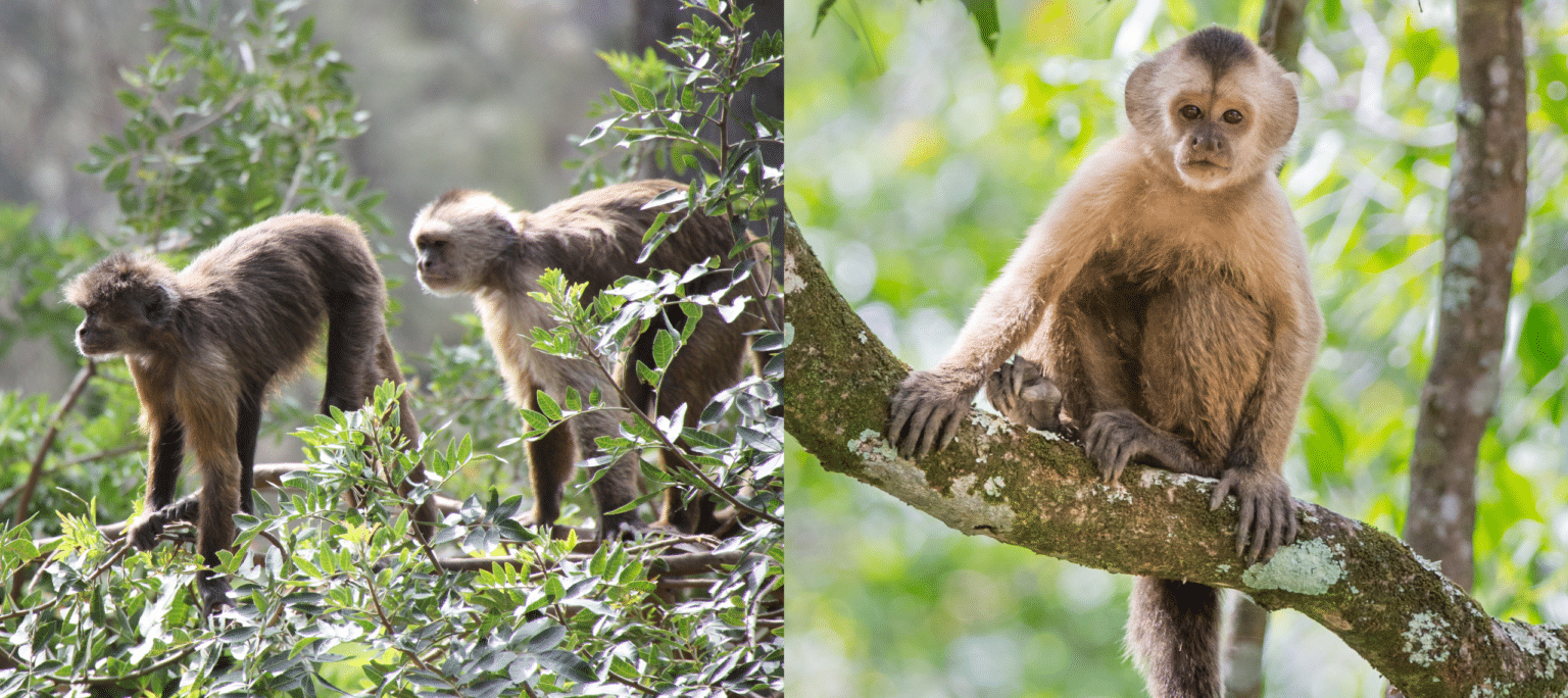 9 COMMON Monkeys Found in Guyana! (2025) - Bird Watching HQ