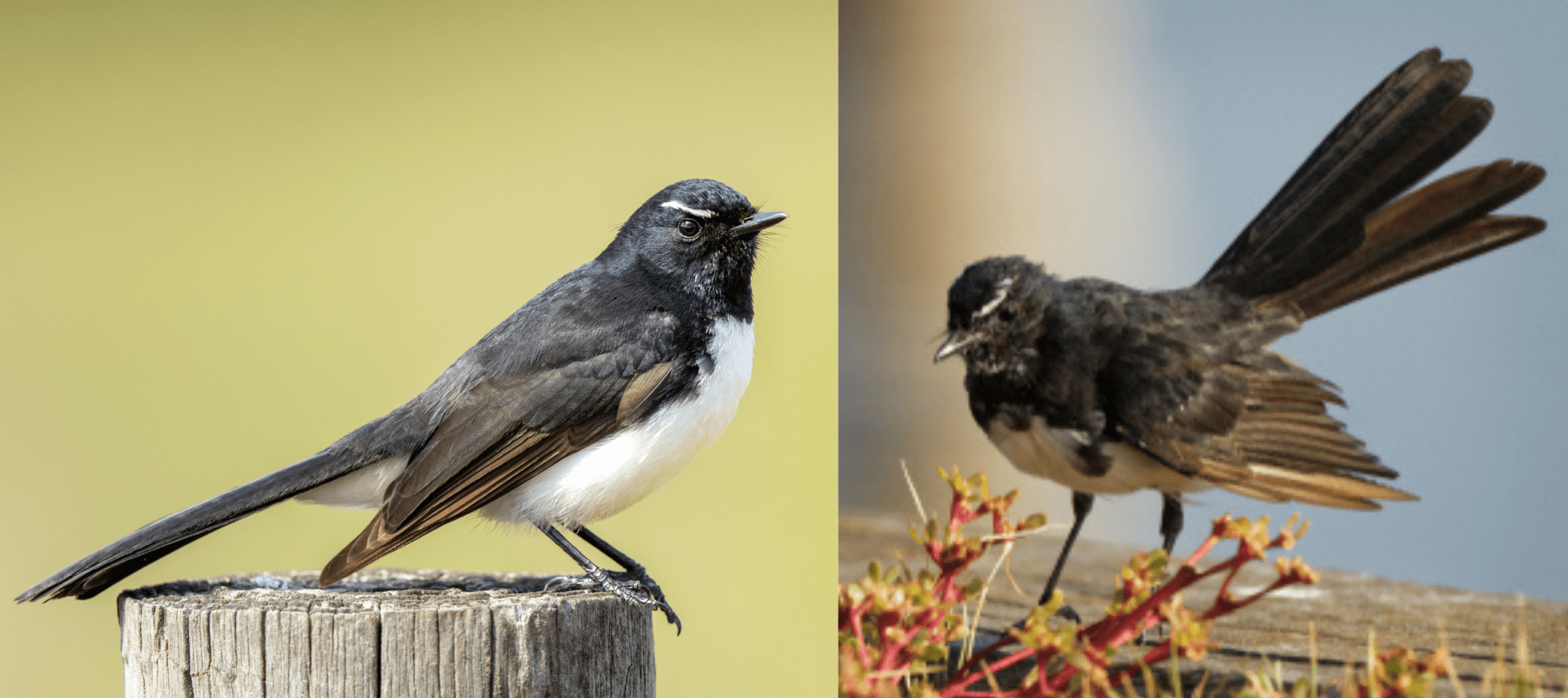 29 Common BIRDS That Live in Victoria! (2025) - Bird Watching HQ