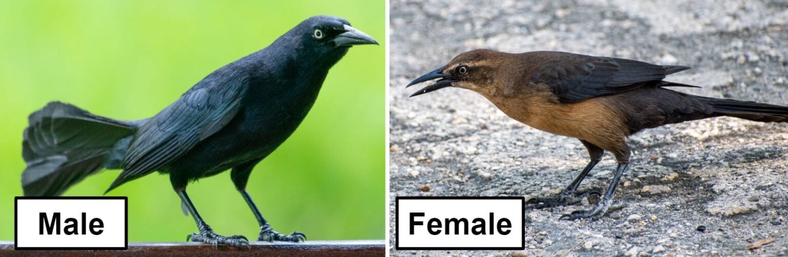 24 Types of BIRDS Found in the Caribbean! (COMMON) - Bird Watching HQ