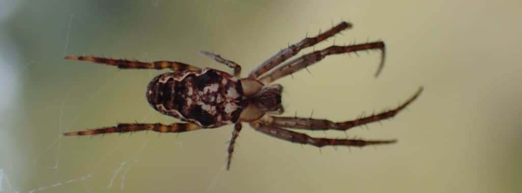 20 Common Spiders in Western Australia! (2024) - Bird Watching HQ